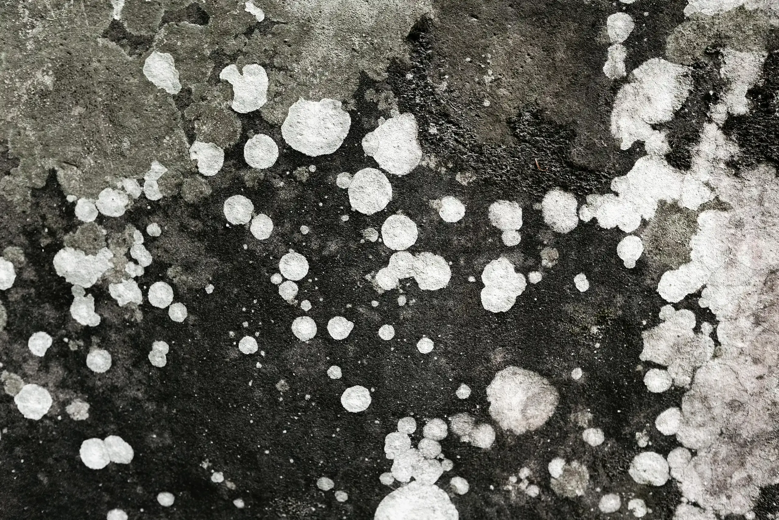 White Mold at Home: Warning Signs to Watch | Lightning Restoration